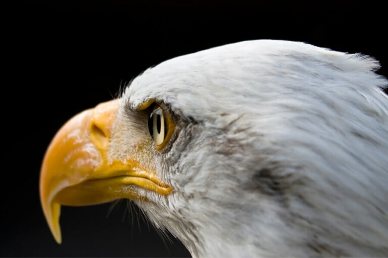 Top 28 Fascinating Birds with Long Beaks(With Pictures): A Collection ...