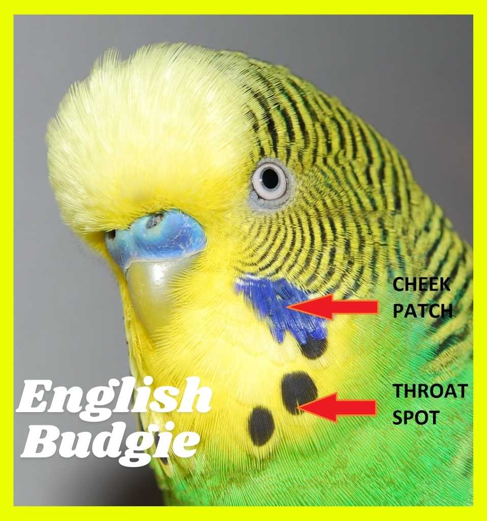 English Budgies VS American Parakeets All The Differences - Bird Therapy.