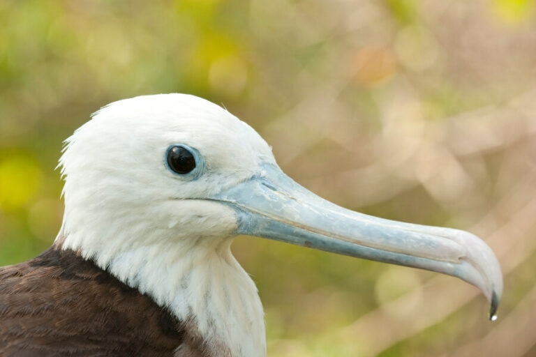 Top 28 Fascinating Birds with Long Beaks(With Pictures): A Collection ...