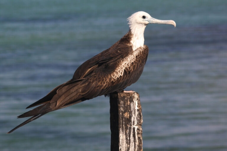 Top 28 Fascinating Birds with Long Beaks(With Pictures): A Collection ...