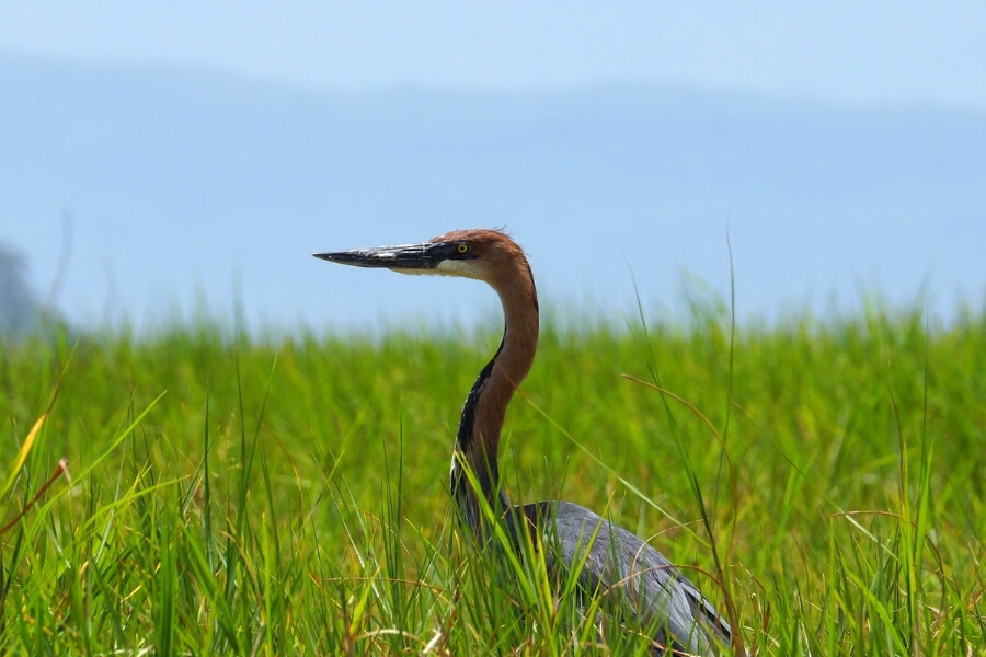 Top 28 Fascinating Birds with Long Beaks(With Pictures): A Collection ...