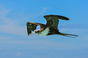 Top 28 Fascinating Birds with Long Beaks(With Pictures): A Collection ...