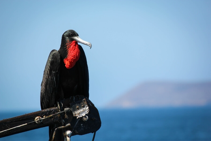Top 28 Fascinating Birds with Long Beaks(With Pictures): A Collection ...