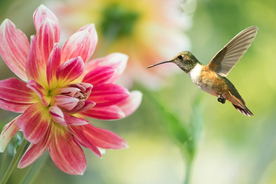 Top 28 Fascinating Birds with Long Beaks(With Pictures): A Collection ...