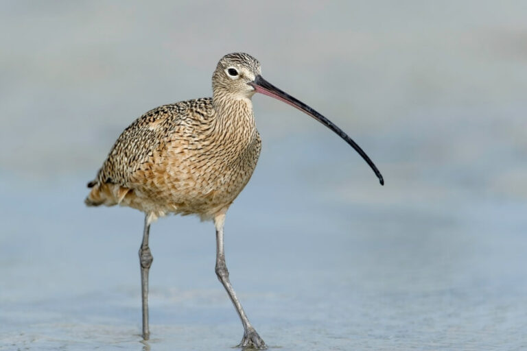 Top 28 Fascinating Birds with Long Beaks(With Pictures): A Collection ...