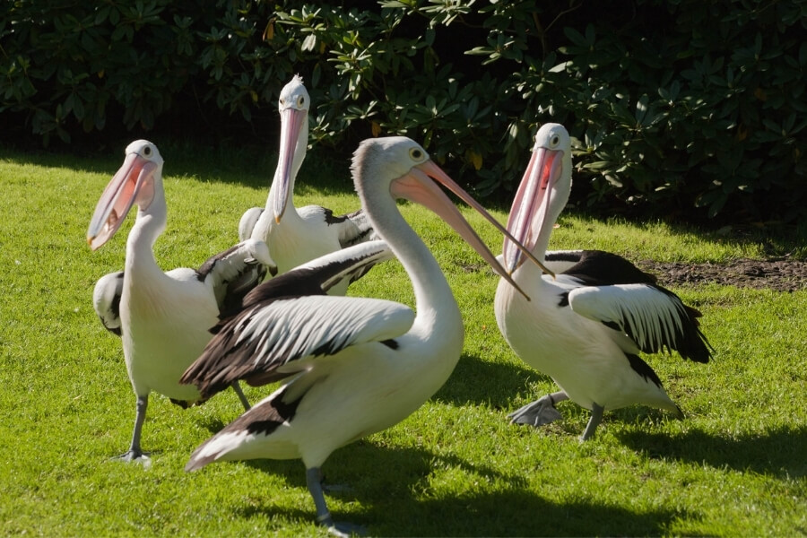 Top 28 Fascinating Birds with Long Beaks(With Pictures): A Collection ...
