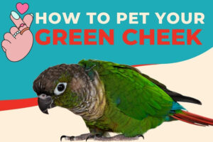 The Complete Guide To Understanding Your Green Cheek Conure's ...
