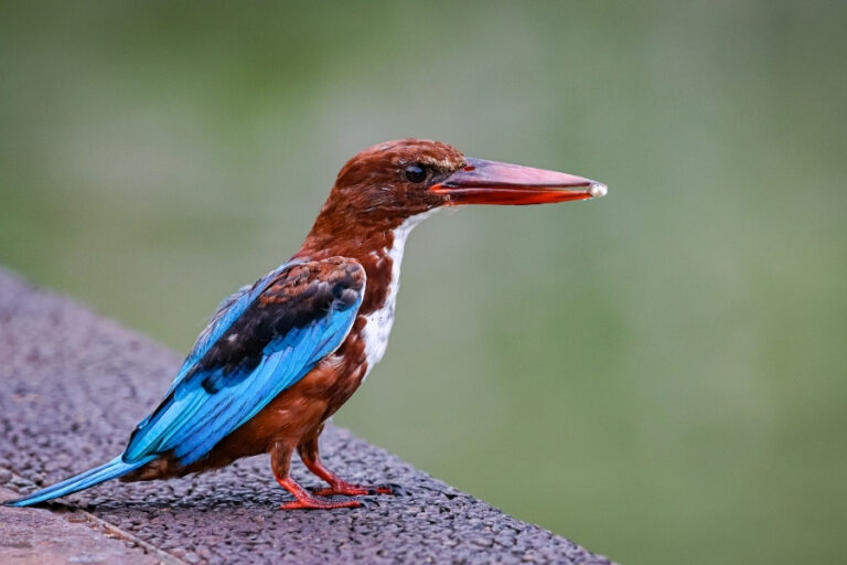 Top 28 Fascinating Birds with Long Beaks(With Pictures): A Collection ...
