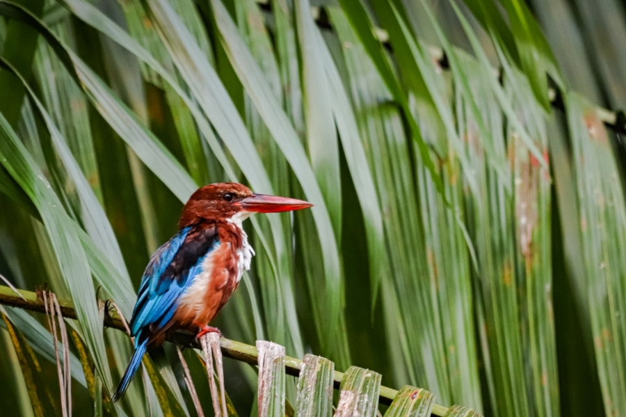 Top 28 Fascinating Birds with Long Beaks(With Pictures): A Collection ...
