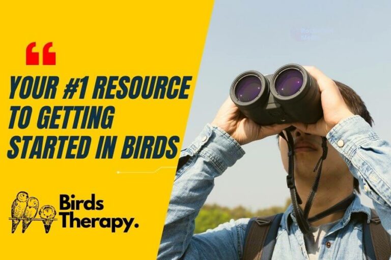 The Ultimate Guide to Birdwatching: How to Get it Started Today - Bird ...