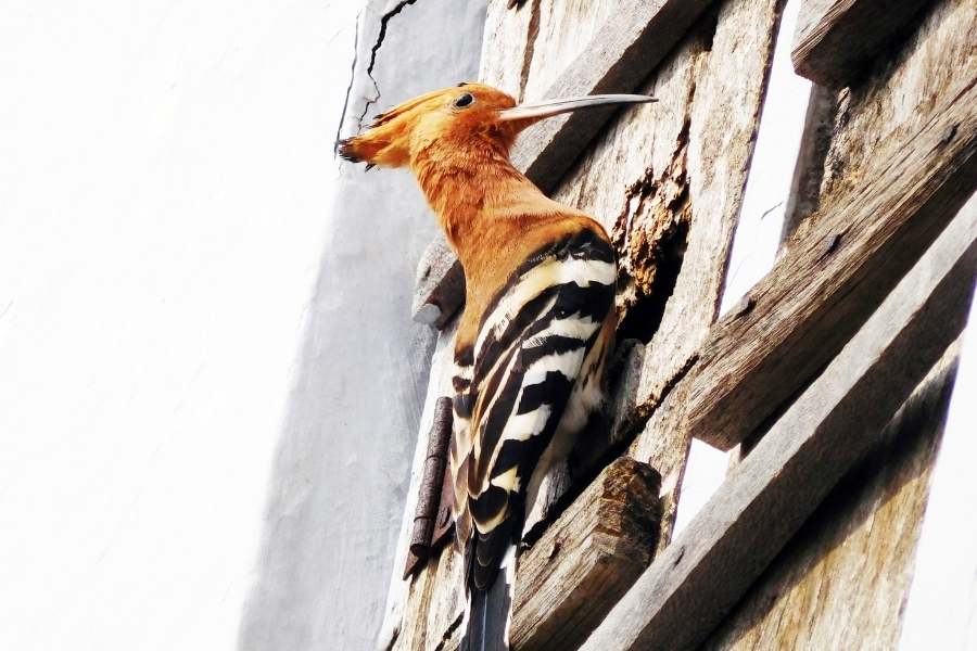 Top 28 Fascinating Birds with Long Beaks(With Pictures): A Collection ...