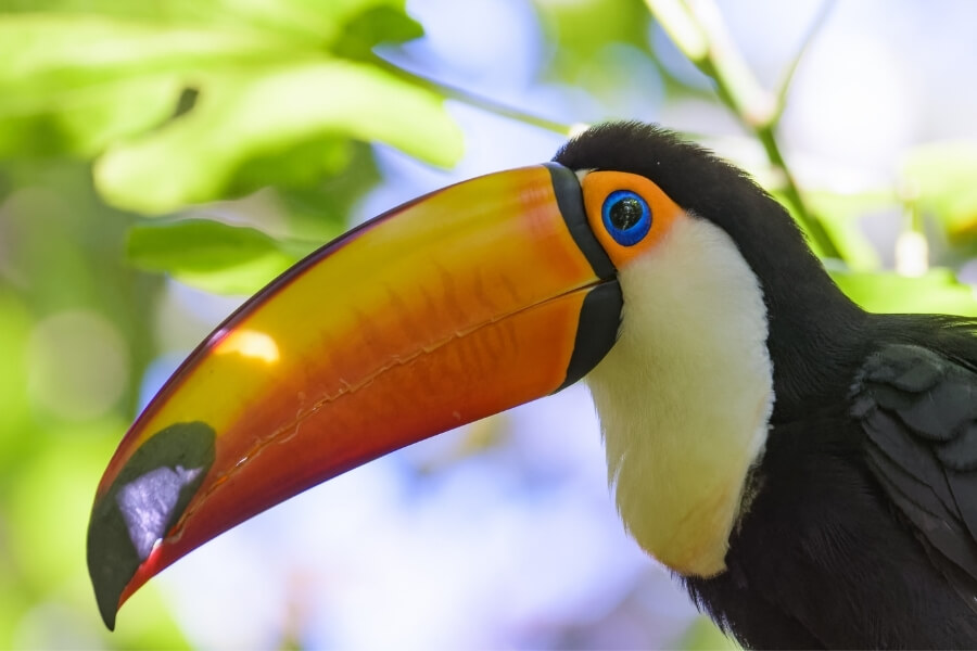 Top 28 Fascinating Birds with Long Beaks(With Pictures): A Collection of Sharp-Beaked Animals ...