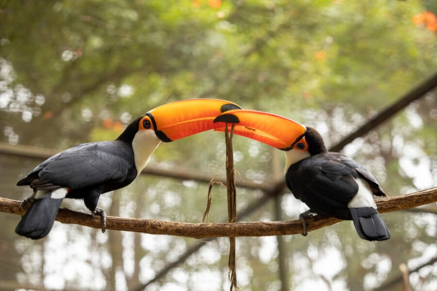 Top 28 Fascinating Birds with Long Beaks(With Pictures): A Collection ...
