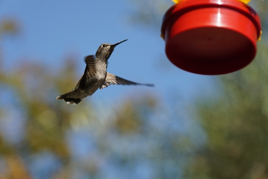 The Ultimate Guide to Birdwatching: How to Get it Started Today - Bird ...