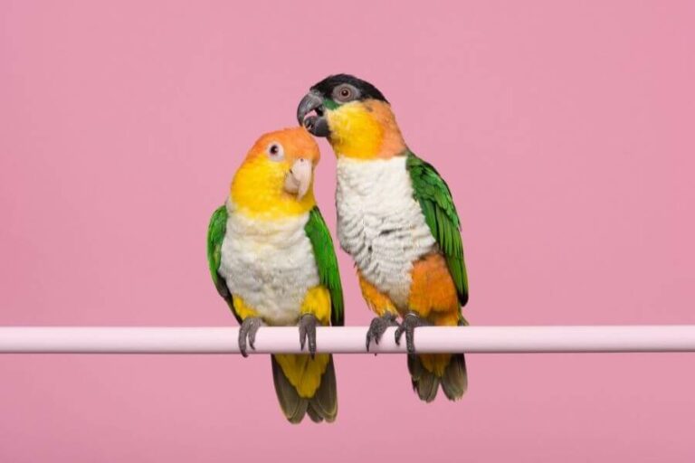 The Ultimate Guide To Caique: Personality, Costs, Foods & Health - Bird ...