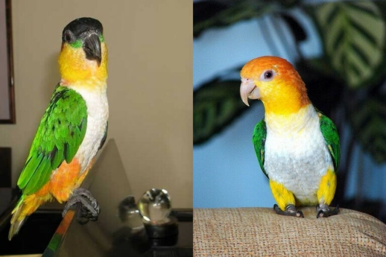The Ultimate Guide To Caique: Personality, Costs, Foods & Health - Bird ...