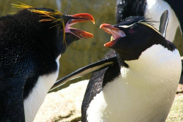 Do Penguins Have Teeth? Seven Not-So-Secret Facts About Penguins - Bird ...